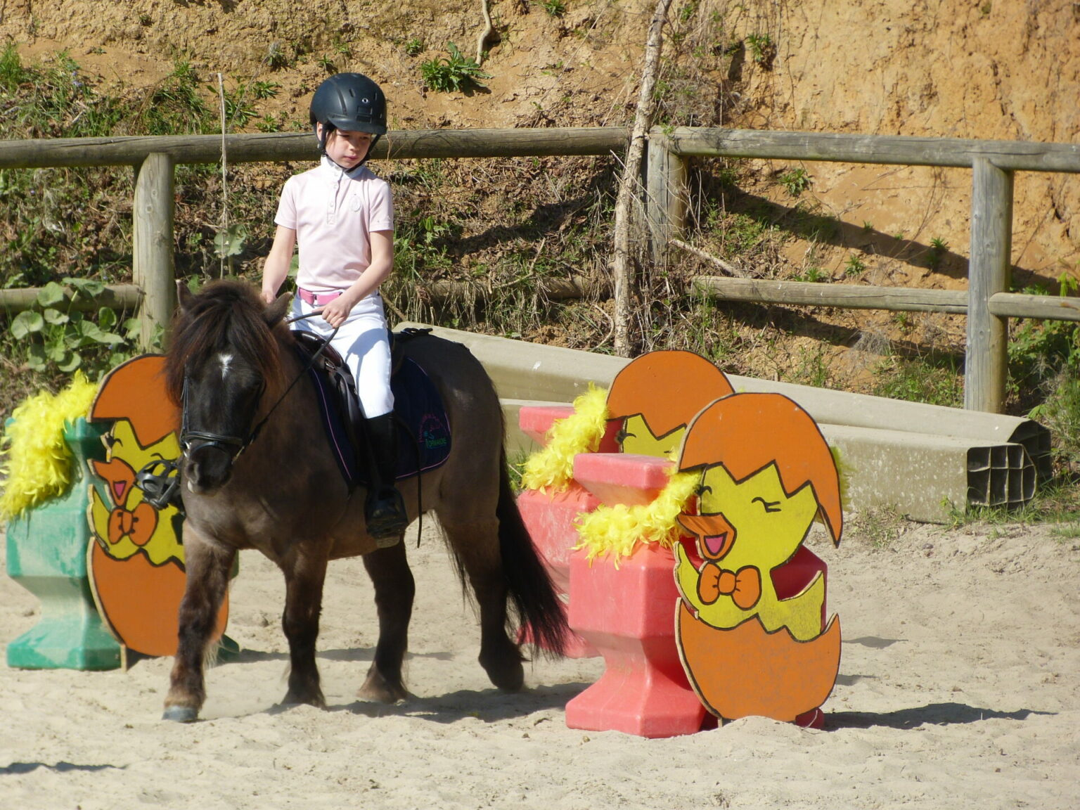 Les disciplines - Poney shetland