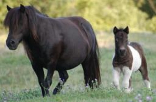 Présentation - Poney shetland