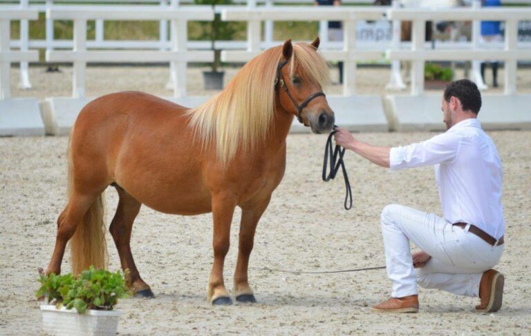 Le Shetland - Poney shetland