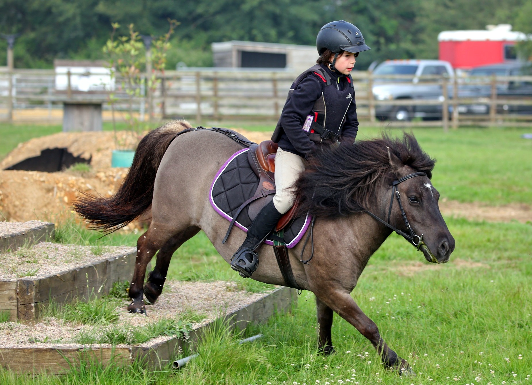 Les disciplines - Poney shetland